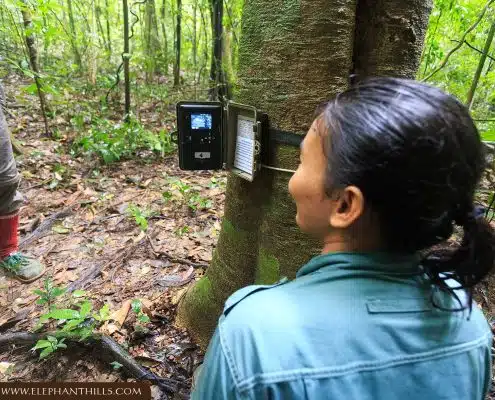 Wildlife Monitoring & Elephant Welfare Project | Elephant Hills Thailand