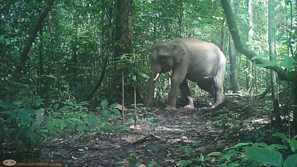 An unusual male elephant herd caught on camera traps! - Elephant Hills ...