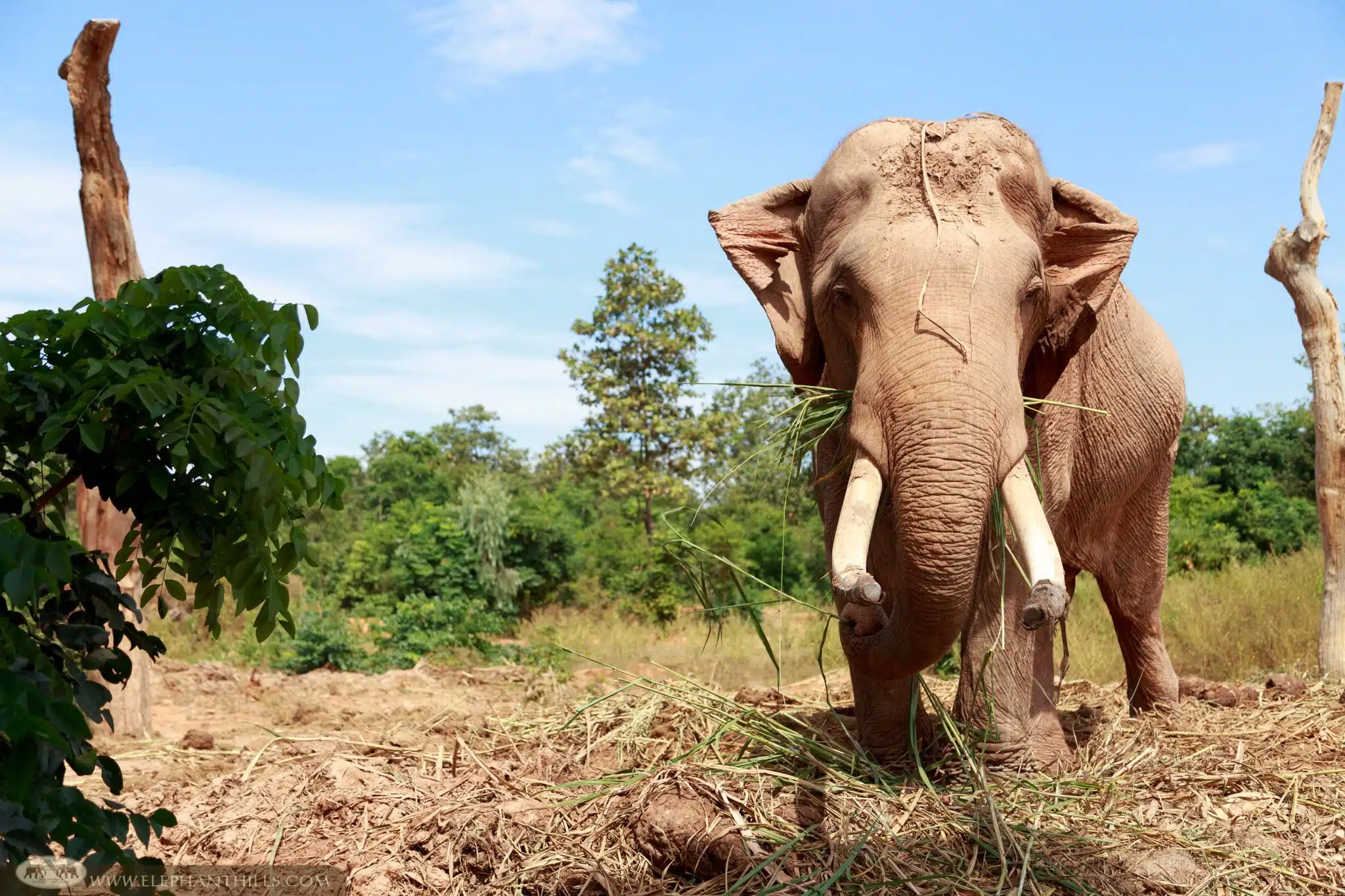 Elephant In Thai Tradition - #1 Amazing Thailand Elephants