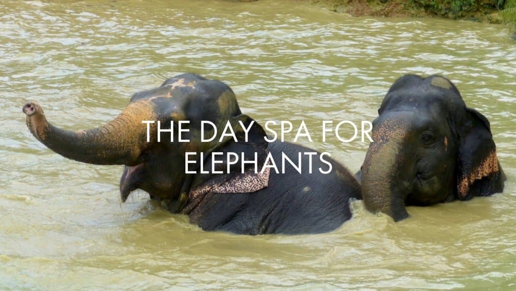 THE DAY SPA FOR ELEPHANTS - Elephant Hills, Thailand