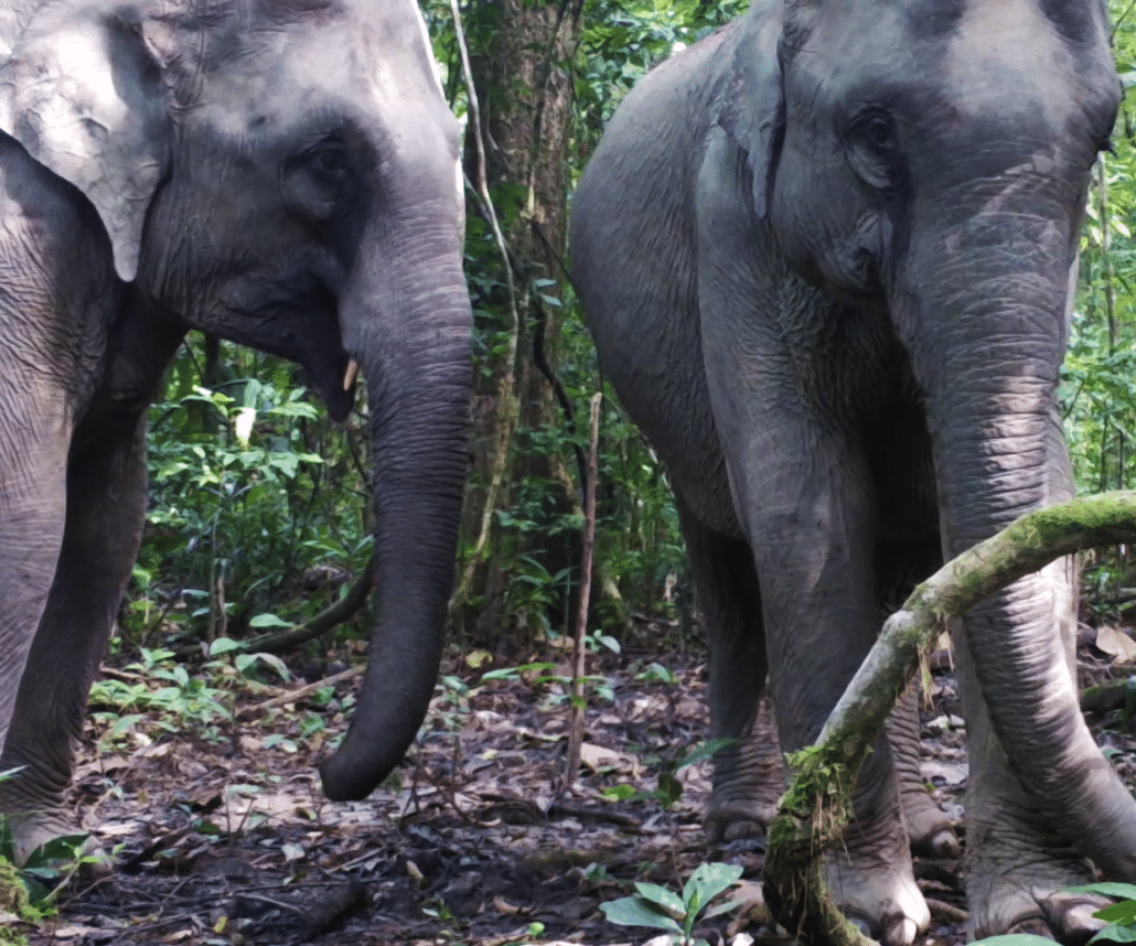 An elephant encounter during camera trap trek! - Elephant Hills, Thailand