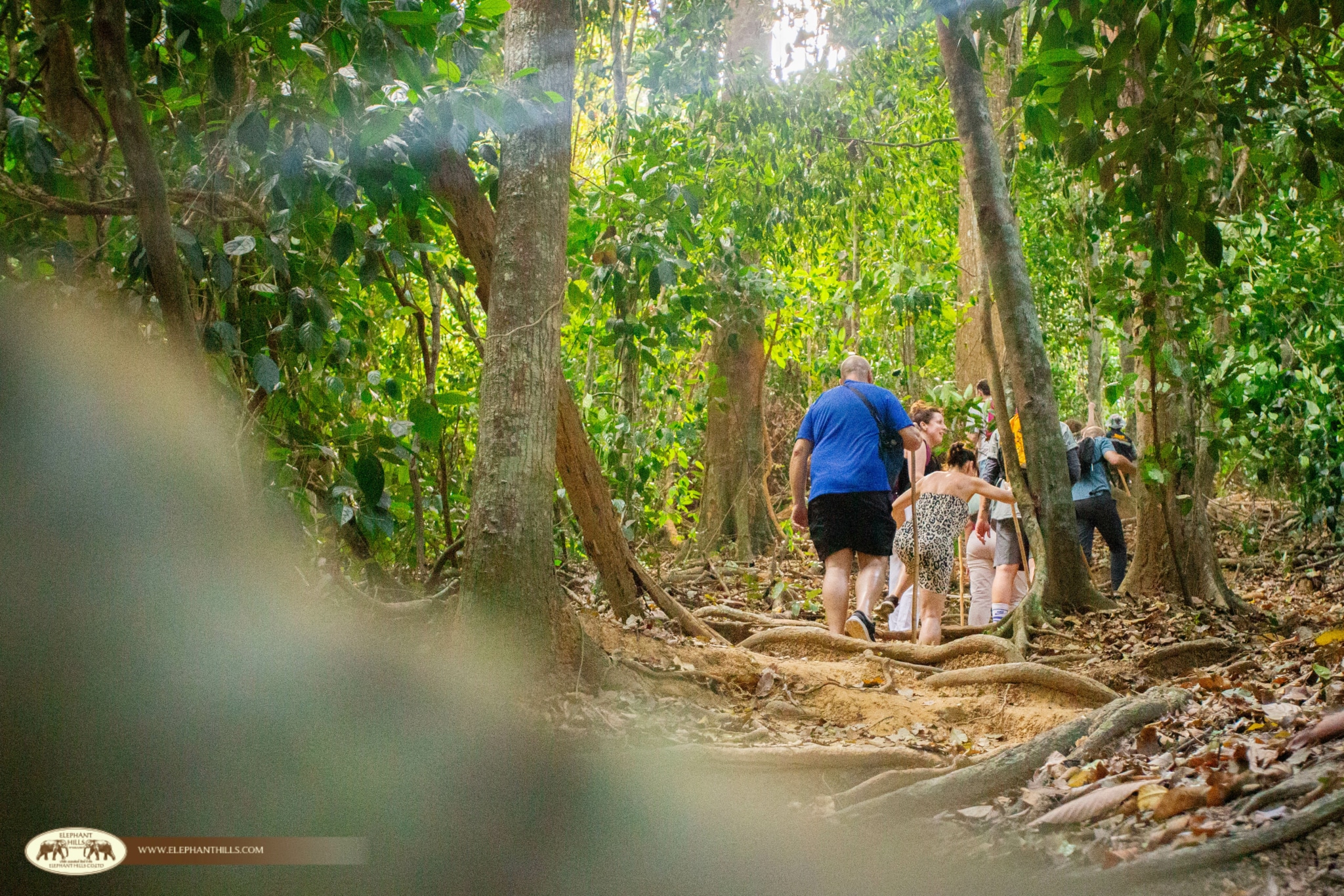 Rainforest Camp Photos - Elephant Hills, Thailand