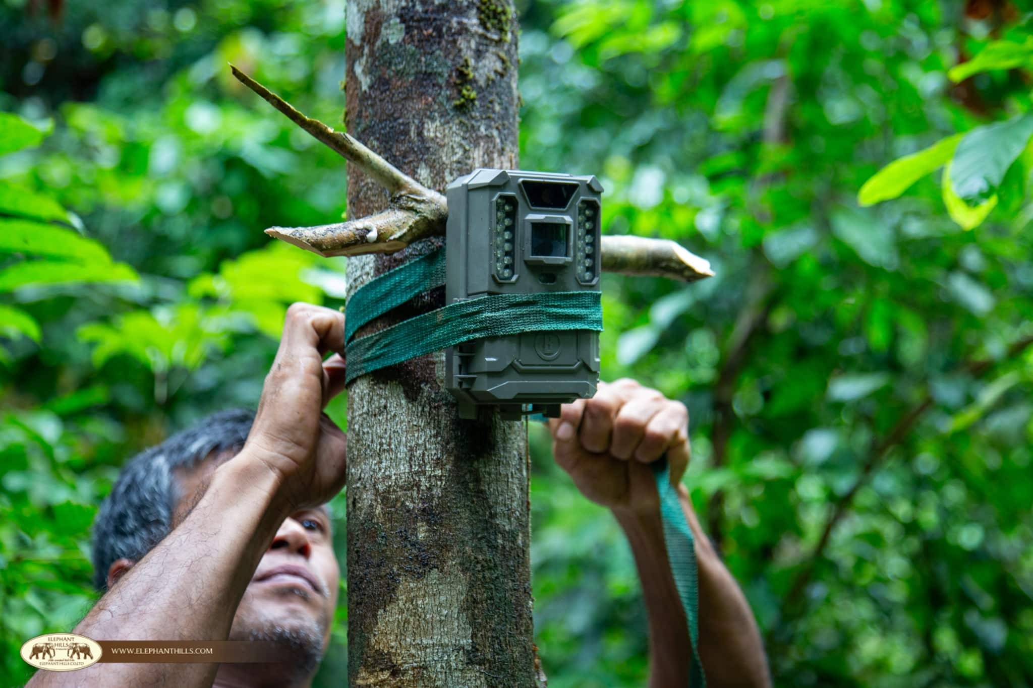 Wildlife Monitoring Using Camera Traps - Elephant Hills, Thailand