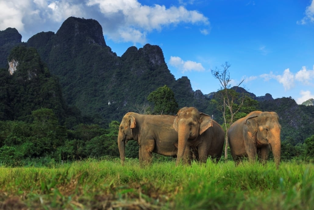 The Art Of Observation: Ethical Elephant Experience In 2026